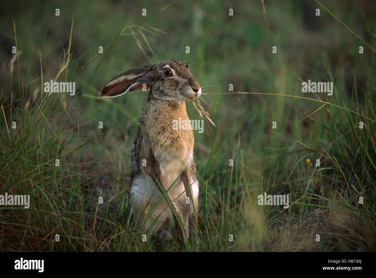 Antelope Jackrabbit (Lepus alleni) feeding on grass, Sierra del Carmen ...