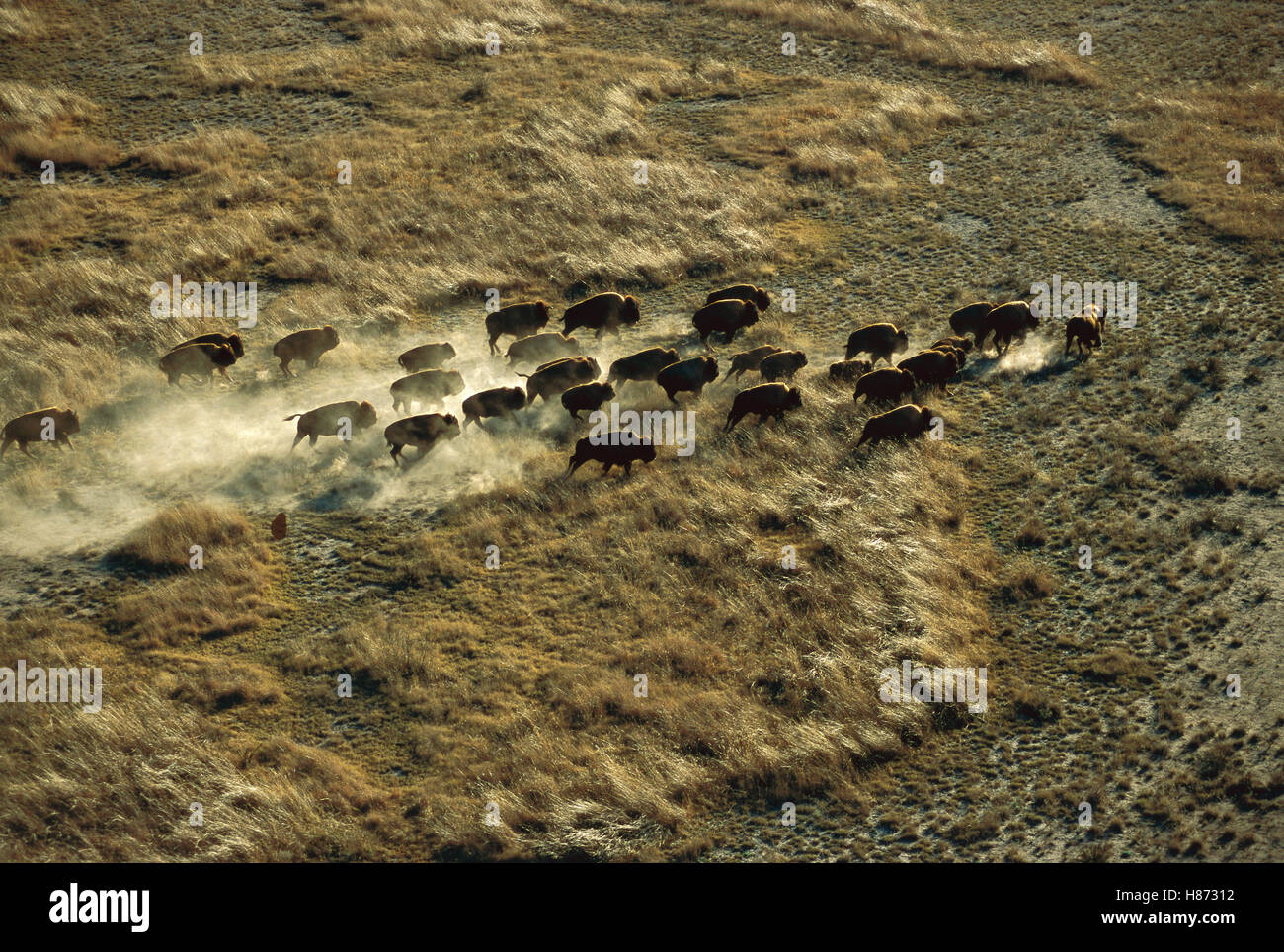 American Bison (Bison bison) aerial of running herd, Sierra del Carmen ...