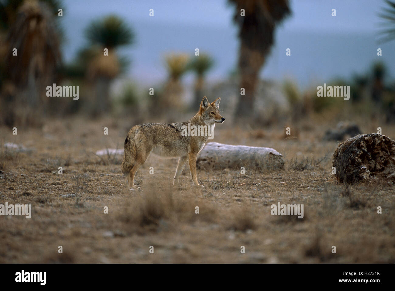 Coyote (Canis latrans) in desert, Sierra del Carmen region, Mexico ...