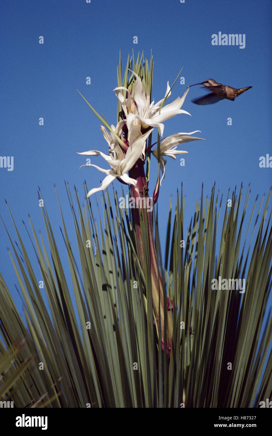 Hummingbird (Trochilidae) visiting a flowering Yucca, Sierra del Carmen ...