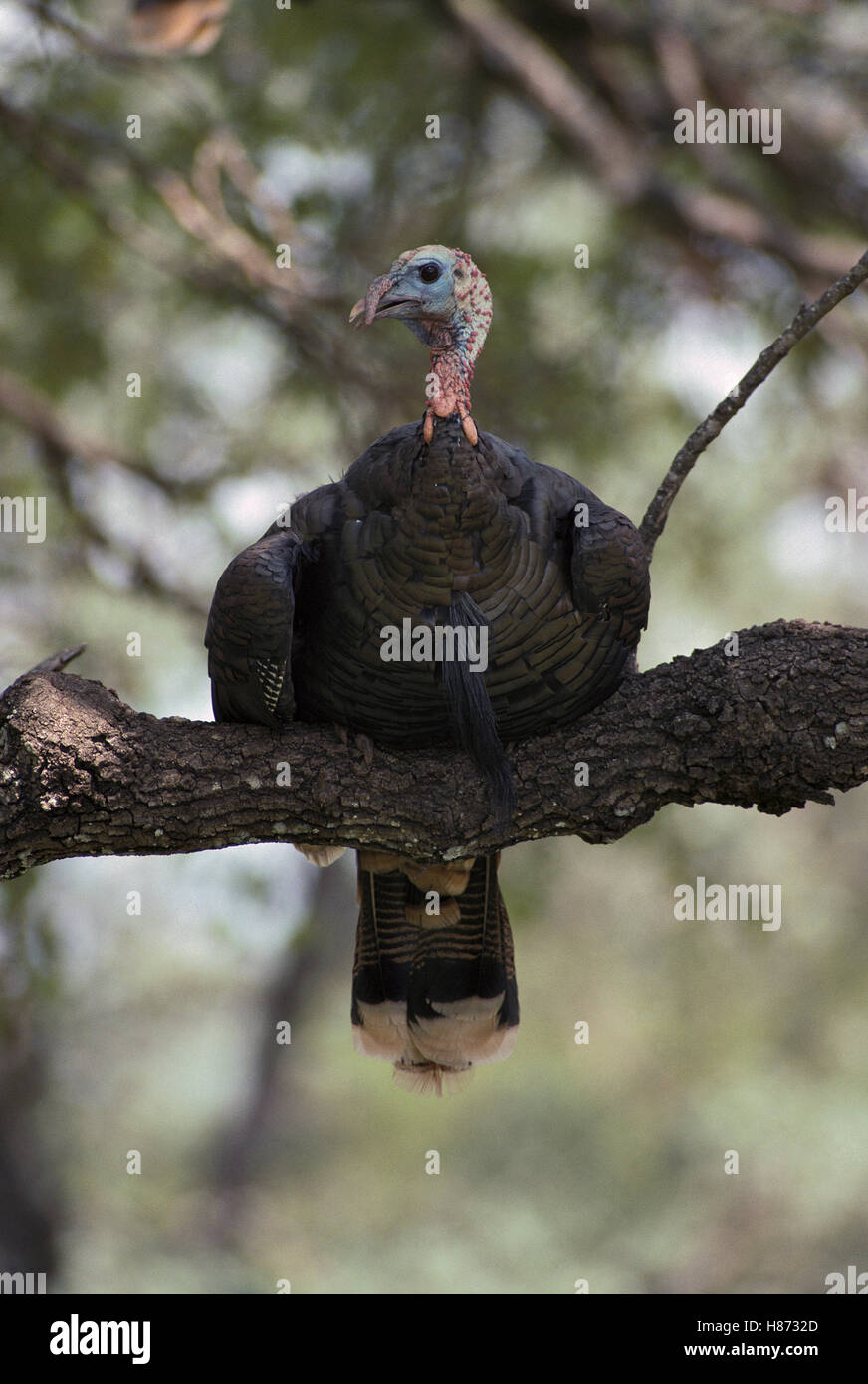 Wild Turkey (Meleagris gallopavo) male in perching in tree, Serranias ...