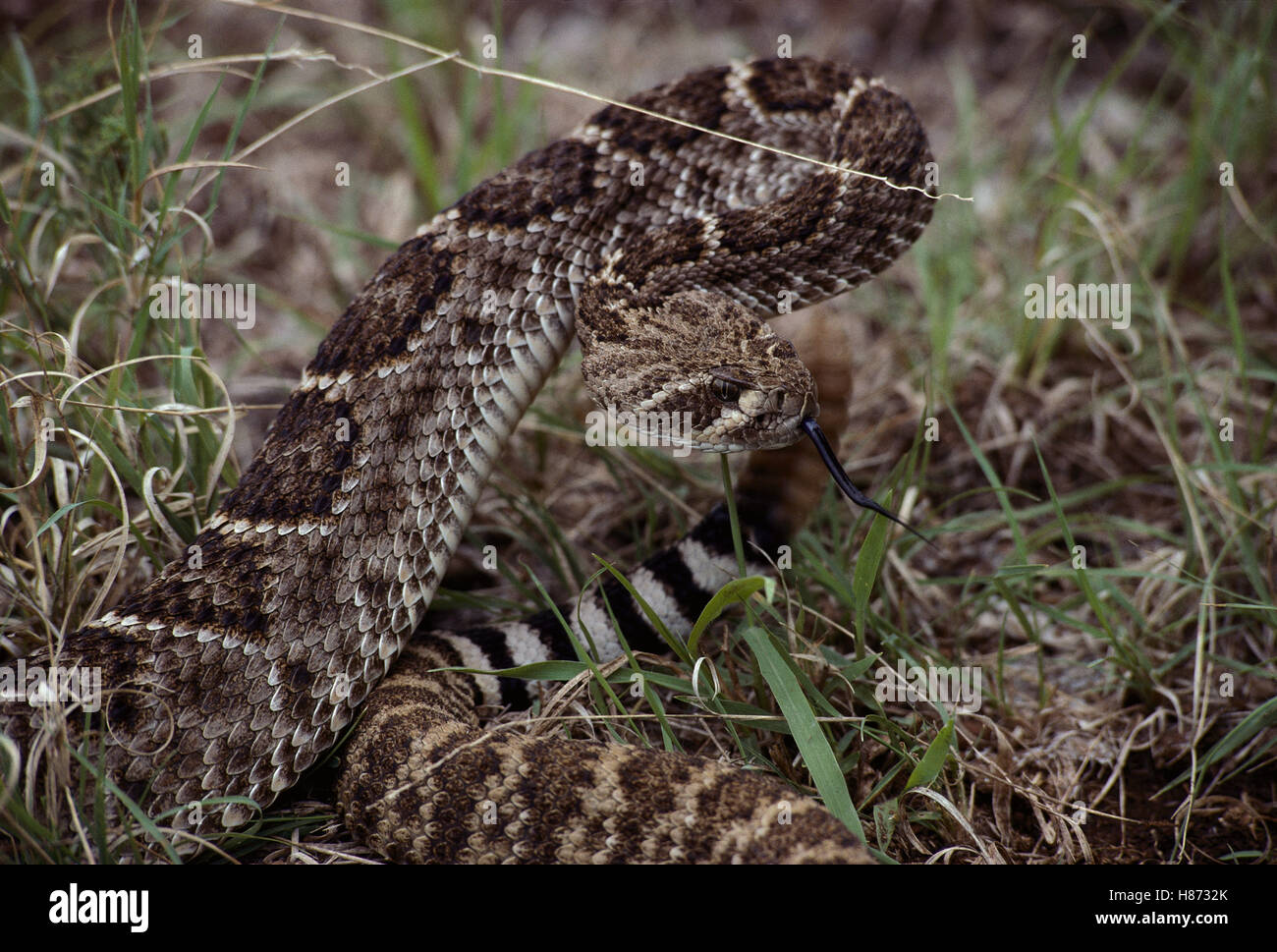 Rattlesnake (Crotalus sp) in defensive posture, Sierra del Carmen ...