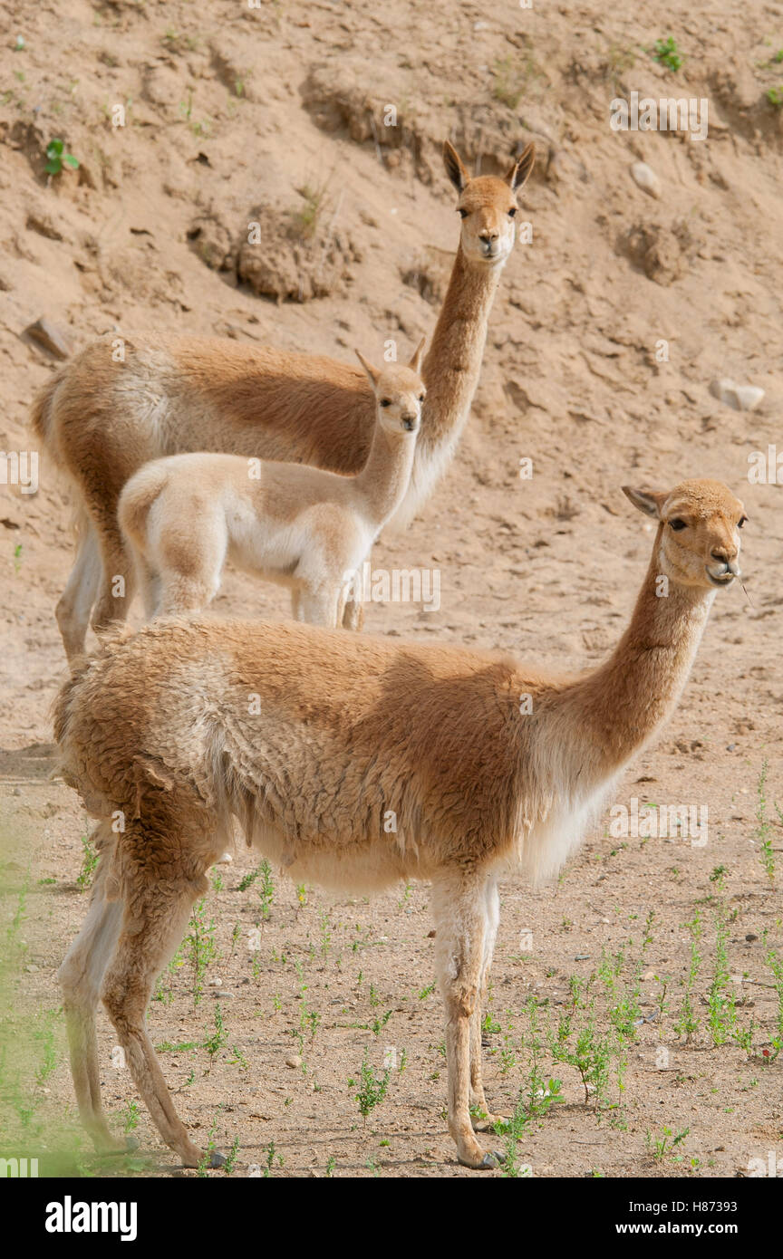 Vicuna (Vicugna vicugna) pair with calf, Peru Stock Photo - Alamy