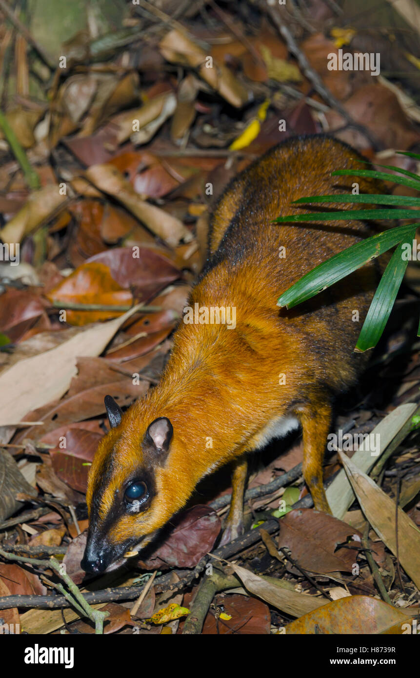 Greater Mouse Deer (Tragulus napu), Singapore Zoo, Singapore Stock ...