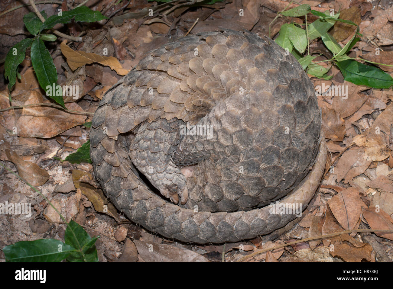 Malayan Pangolin (Manis javanica) in defensive posture, Cambodia Stock ...