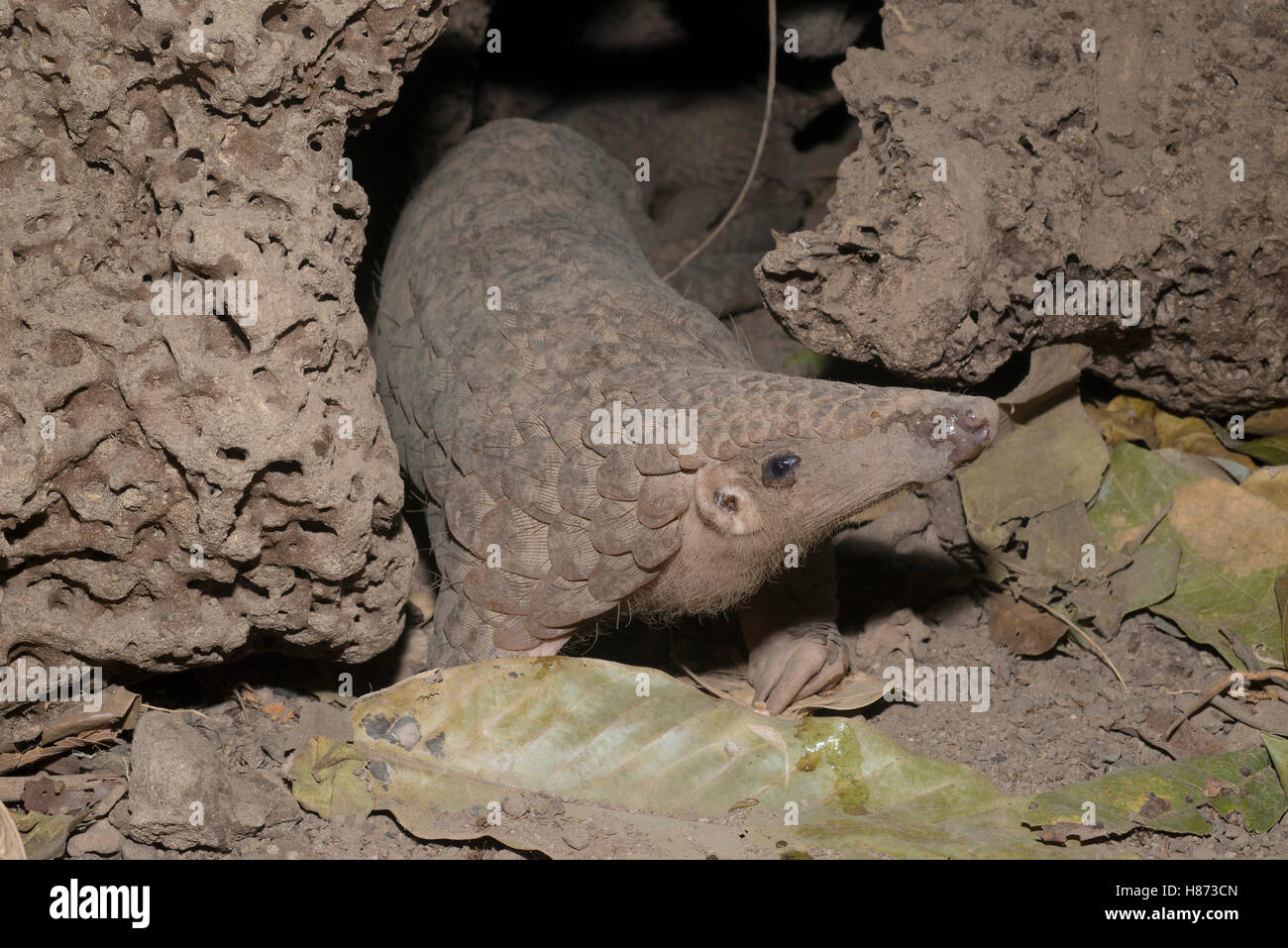 Malayan Pangolin (Manis javanica) at burrow, Cambodia Stock Photo - Alamy