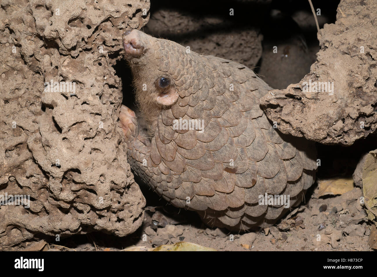 Malayan Pangolin (Manis javanica) at burrow, Cambodia Stock Photo - Alamy