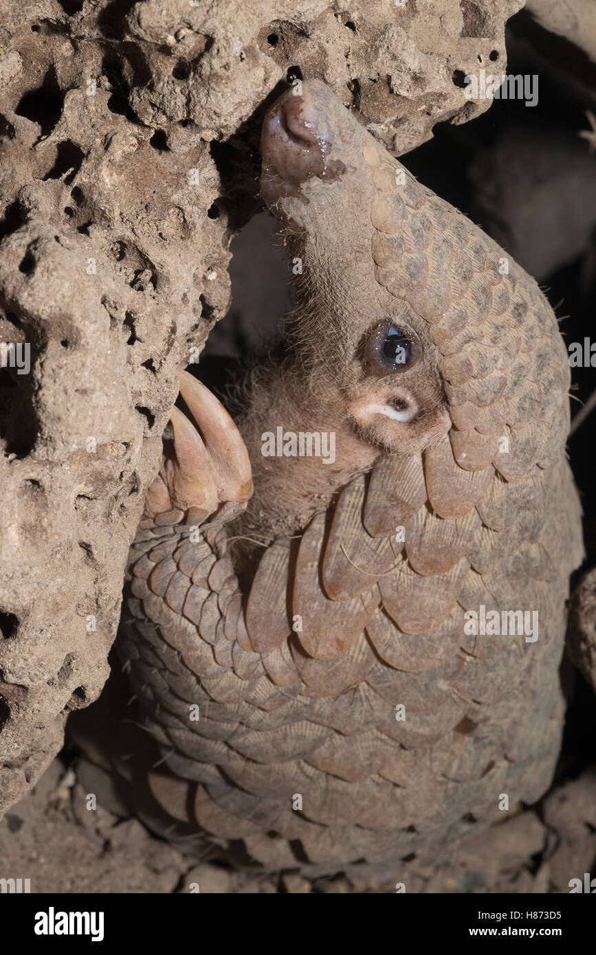 Malayan Pangolin (Manis javanica), Cambodia Stock Photo - Alamy