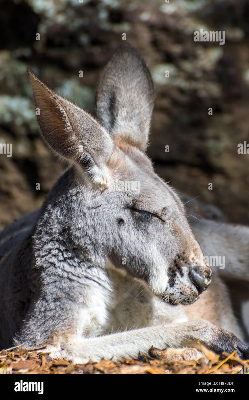 Kangaroo nap hi-res stock photography and images - Alamy