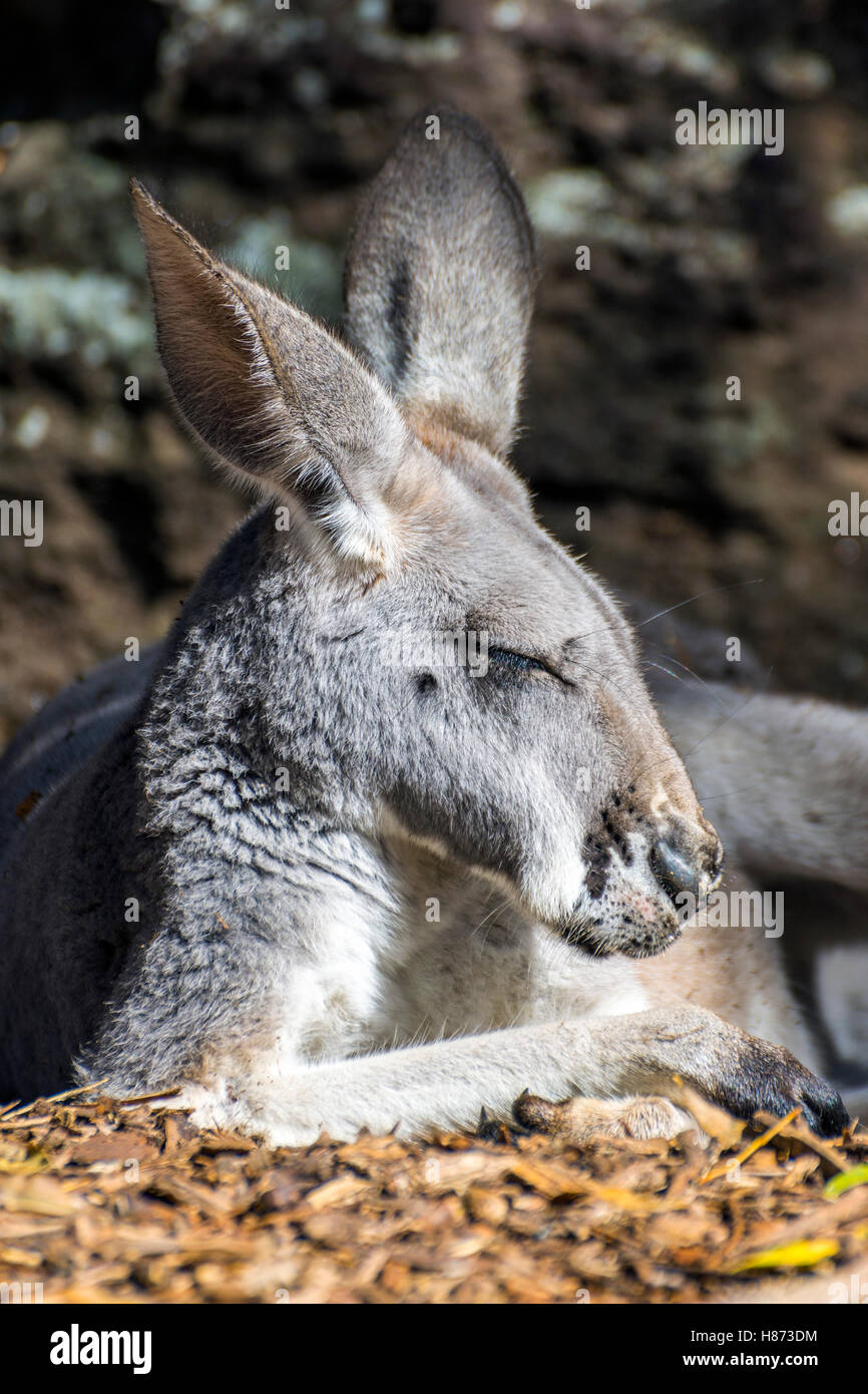 Gray kangaroo sleeping on the ground Stock Photo - Alamy