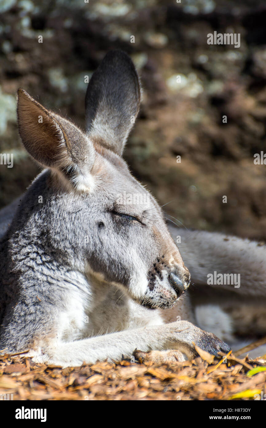 Kangaroo sleeping hi-res stock photography and images - Alamy