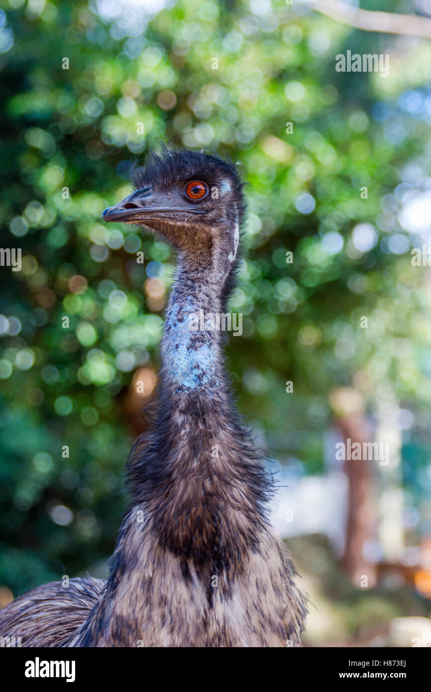 Funny emu hi-res stock photography and images - Alamy