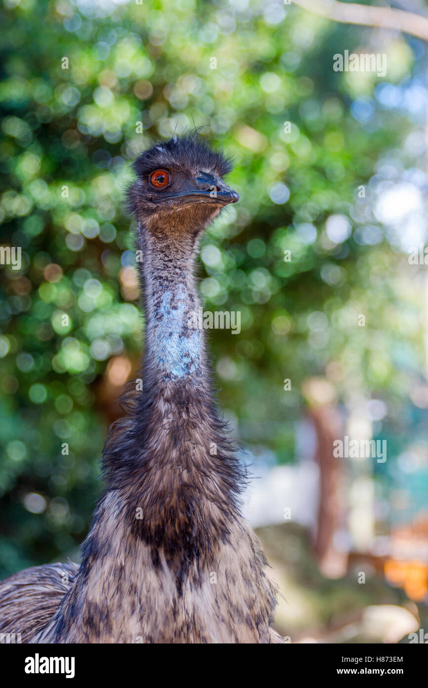 Emu bird looking directly, close up photo Stock Photo - Alamy