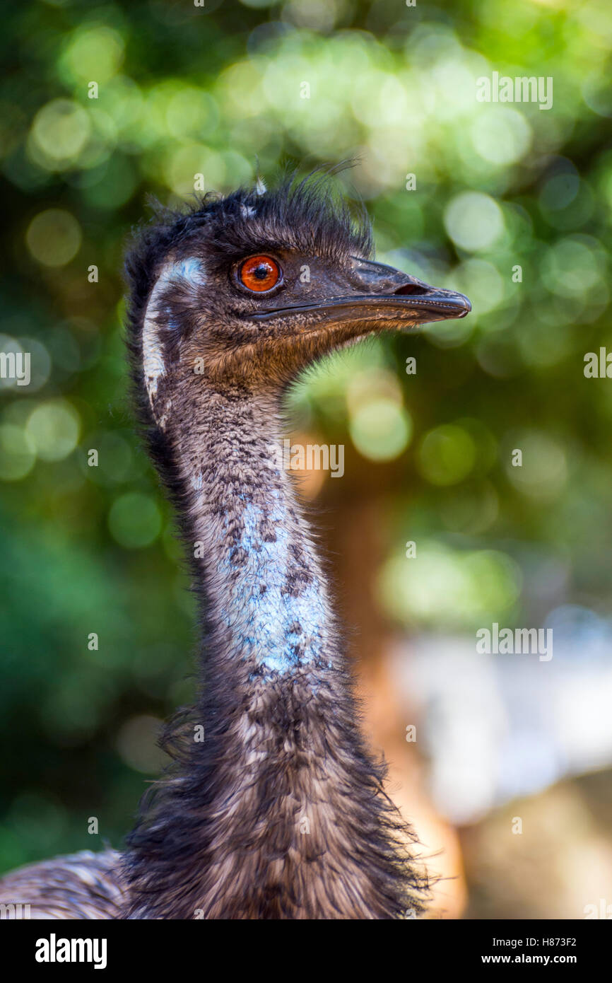 Emu head portrait hi-res stock photography and images - Alamy