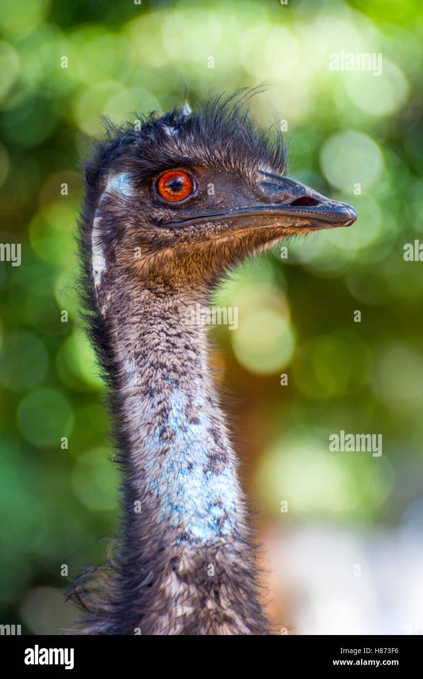 Emu head portrait hi-res stock photography and images - Alamy