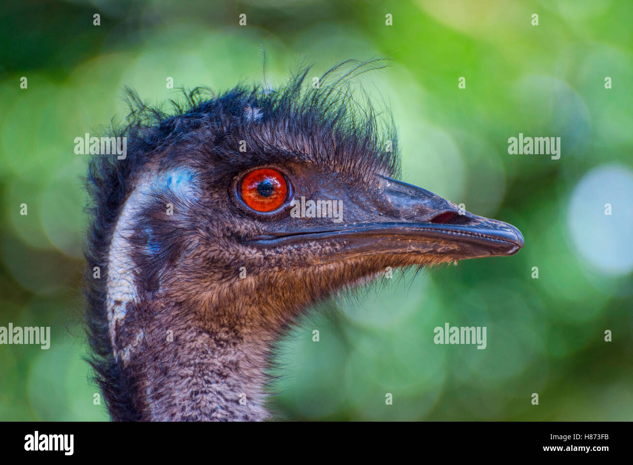 Emu head portrait hi-res stock photography and images - Alamy