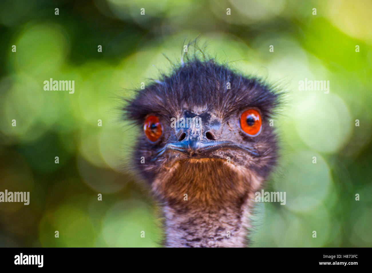 Emu bird photo hi-res stock photography and images - Alamy
