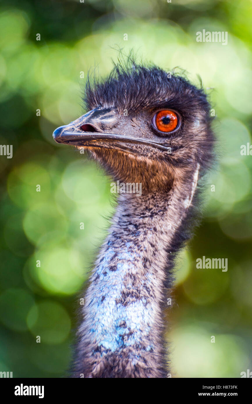 Emu head portrait hi-res stock photography and images - Alamy