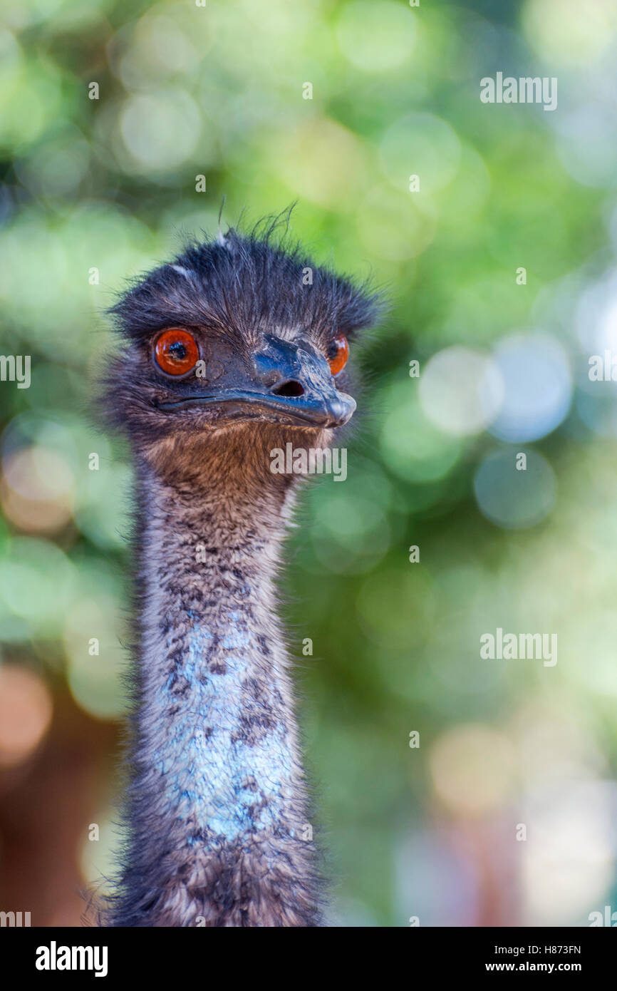 Australian Bird Photo High Resolution Stock Photography and Images - Alamy