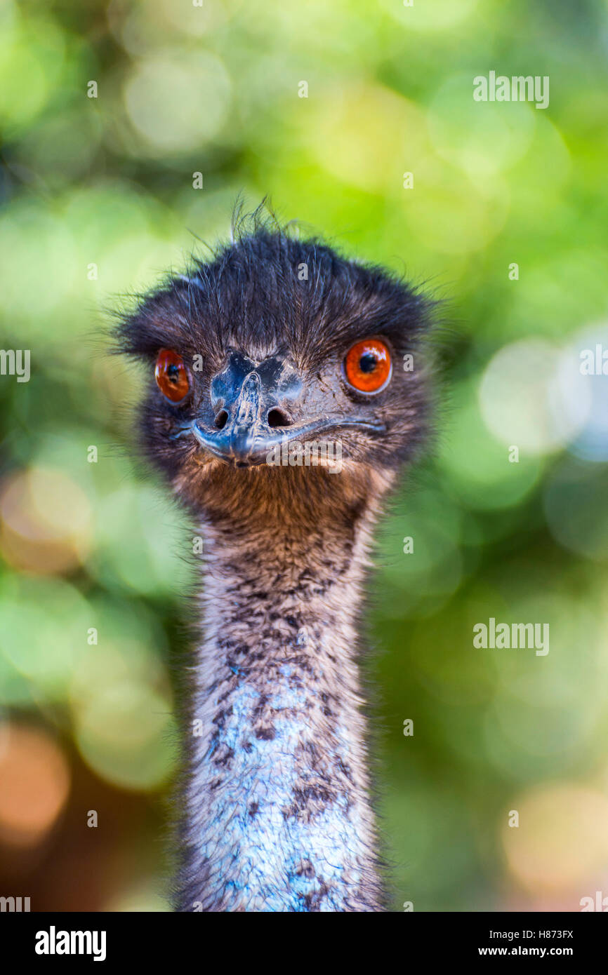 Curious ostrich staring directly hi-res stock photography and images ...