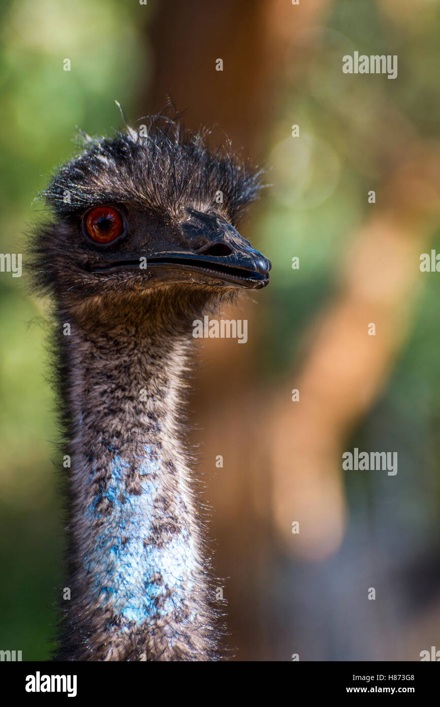 Emu bird staring, close up Stock Photo - Alamy