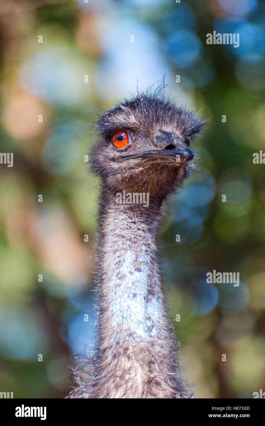 Emu head beak hi-res stock photography and images - Alamy