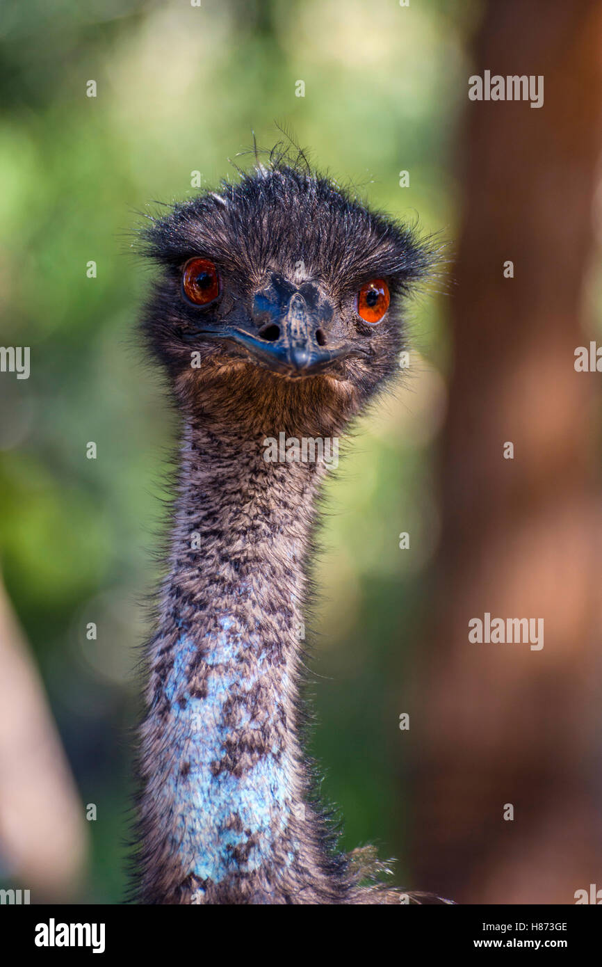 Emu bird staring, close up Stock Photo - Alamy