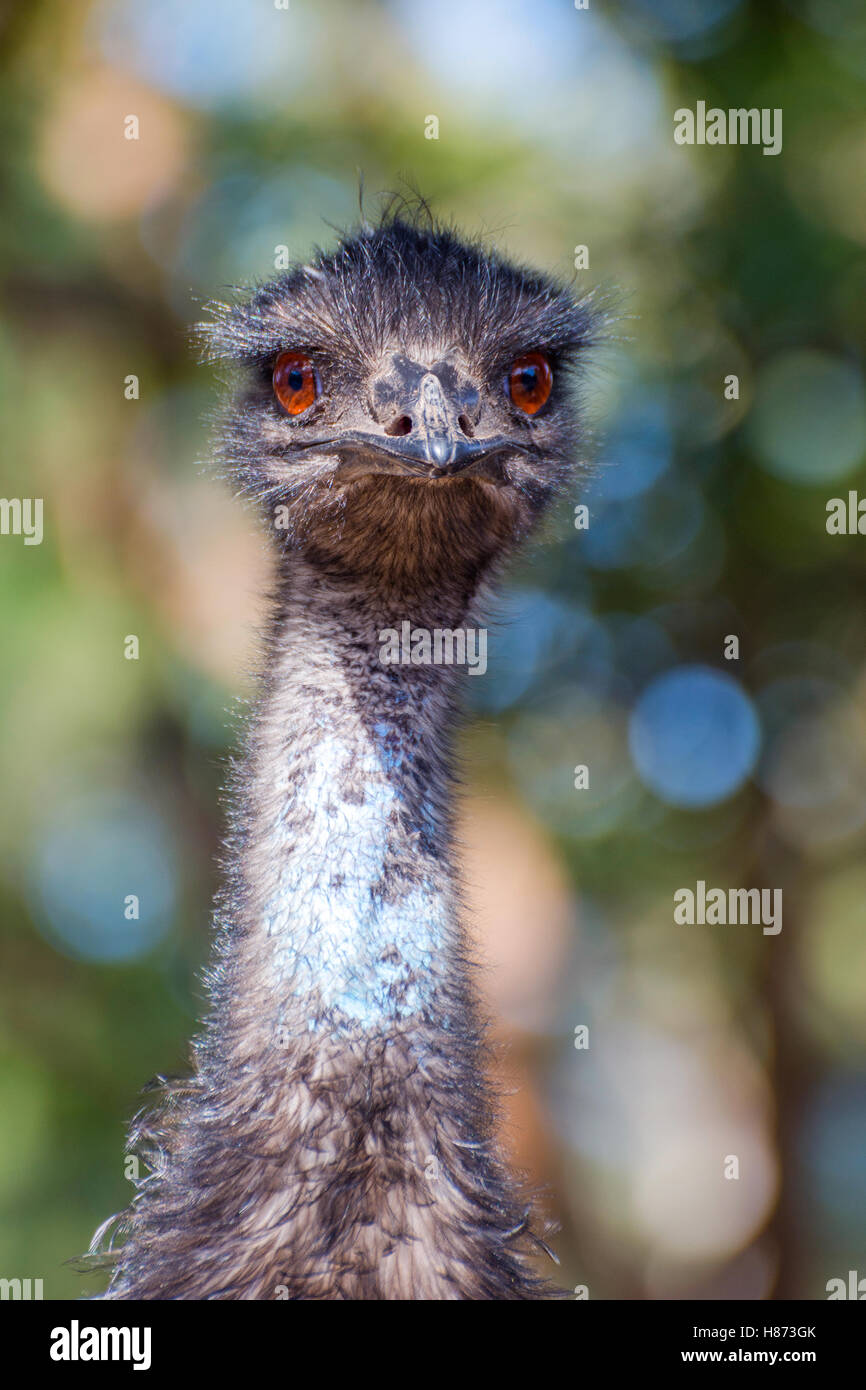 Emu bird hi-res stock photography and images - Alamy