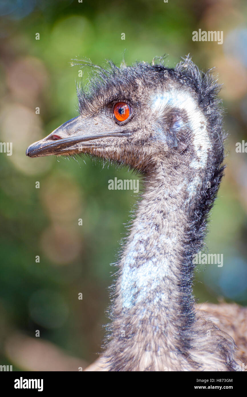 Emu head portrait hi-res stock photography and images - Alamy