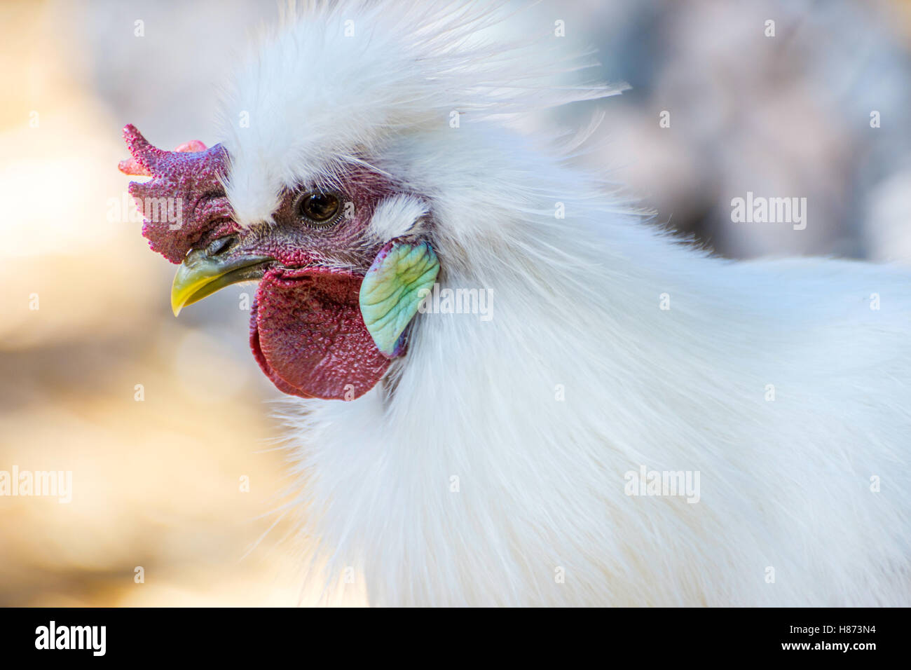 White hen with long feathers, close up Stock Photo - Alamy