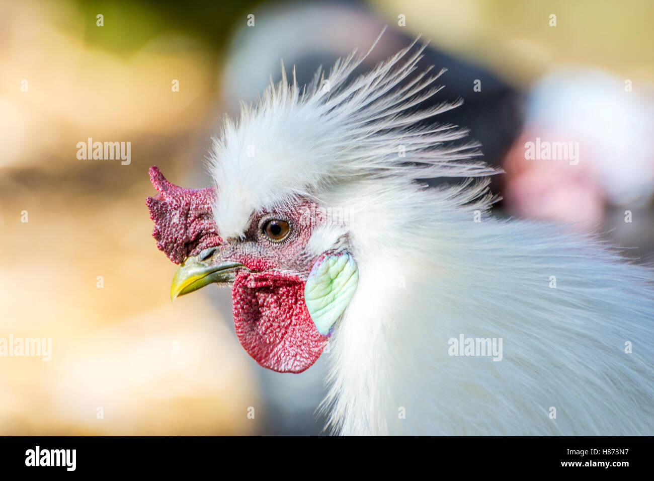 White hen with long feathers, close up Stock Photo - Alamy