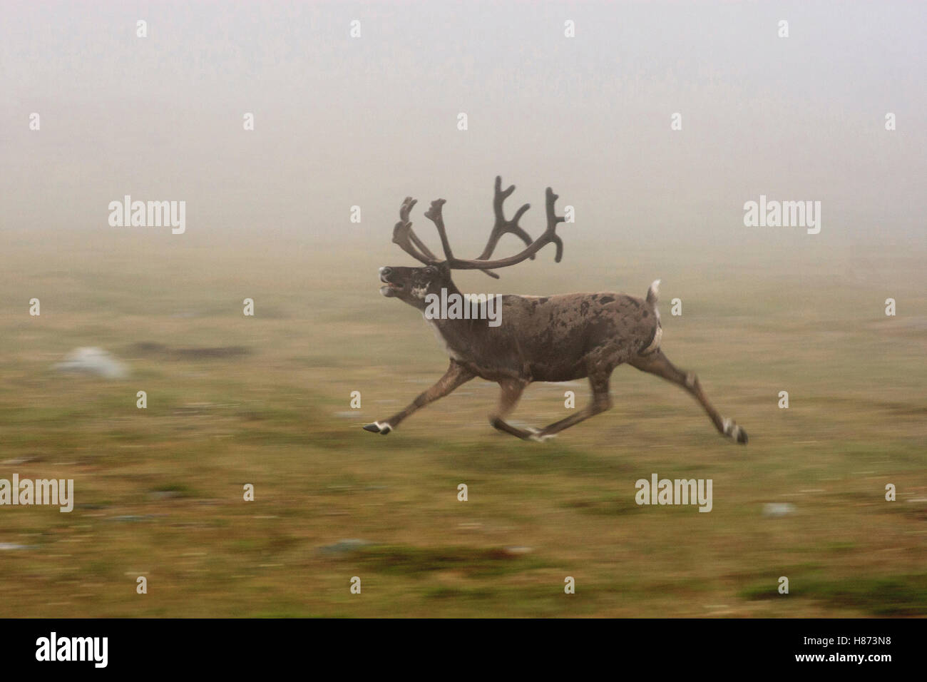 Mountain Reindeer (Rangifer tarandus tarandus) running across tundra ...