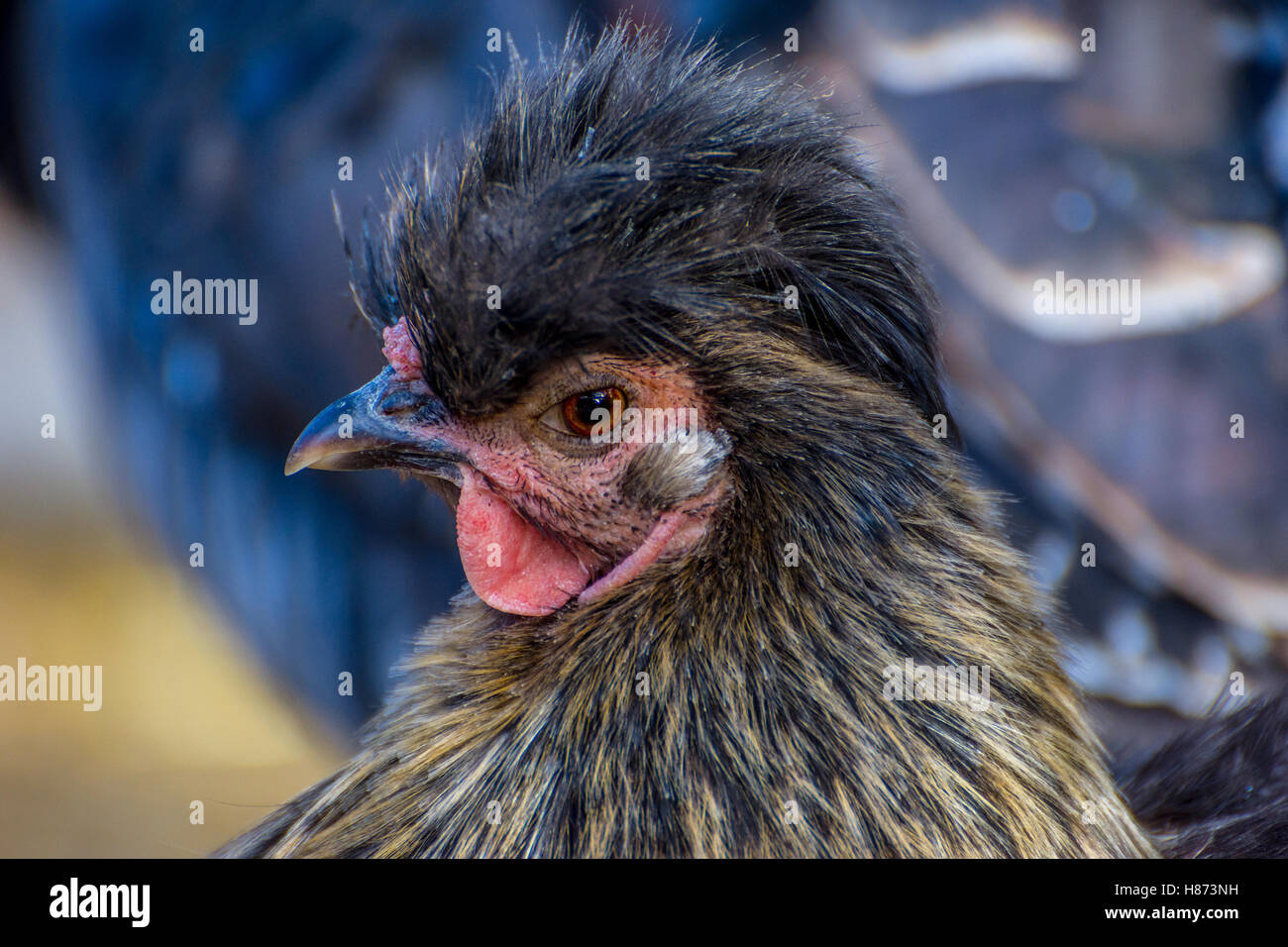 Black hen with long feathers, close up Stock Photo - Alamy