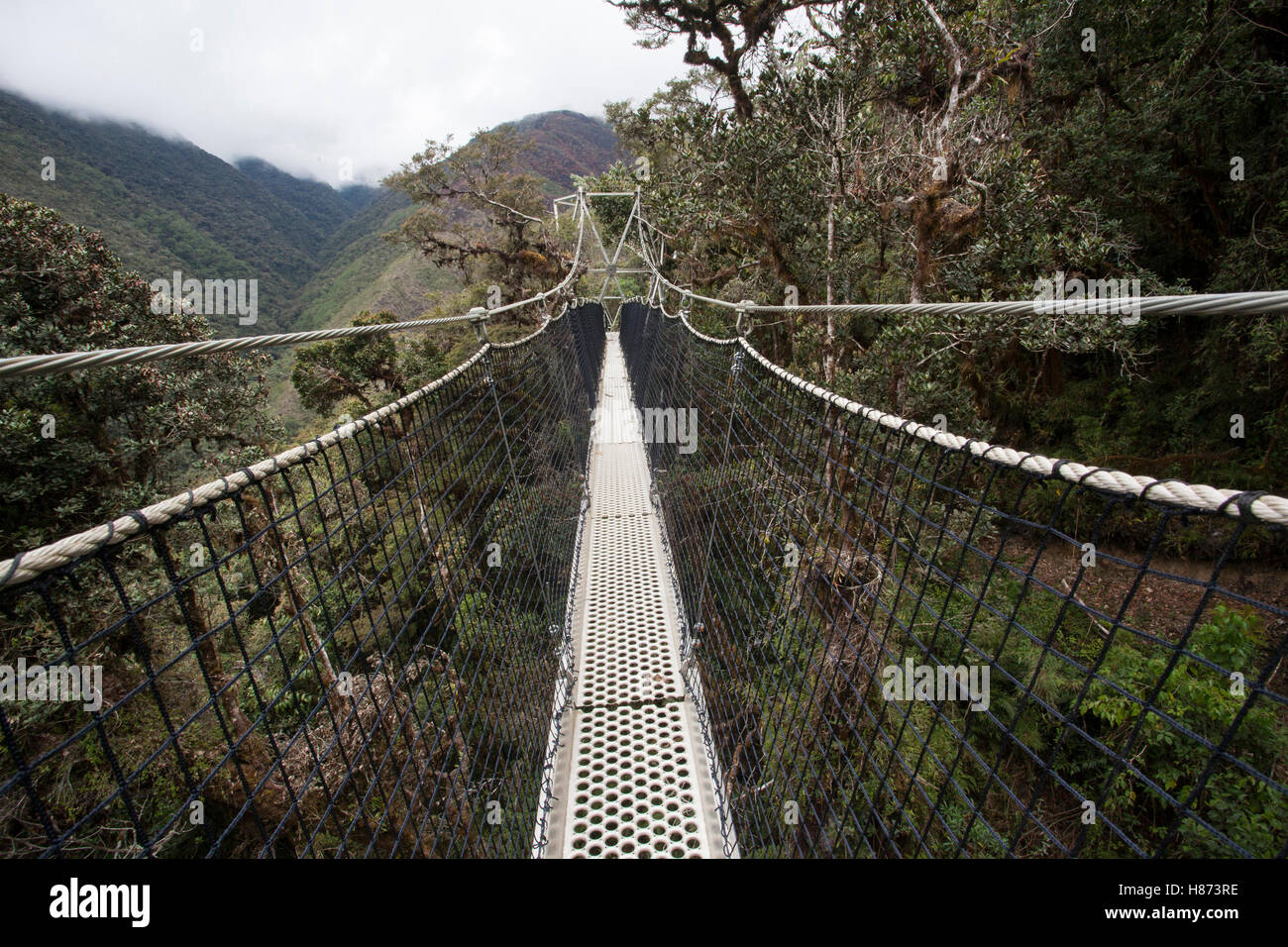 Canopy walkway, Wayqecha Cloud Forest Biological Reserve, Peru Stock ...