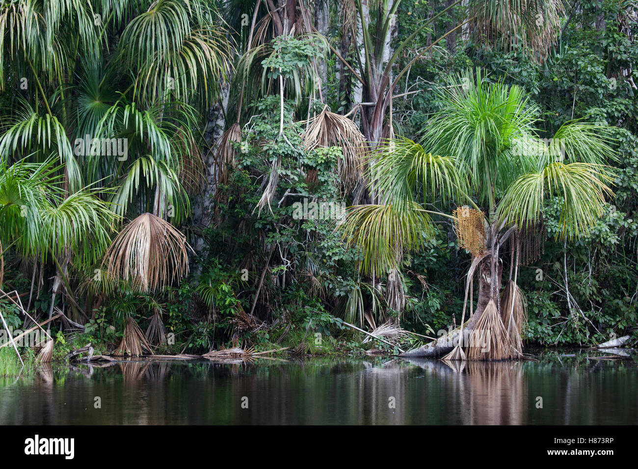 Palm swamp, Los Amigos Conservation Concession, Peru Stock Photo - Alamy