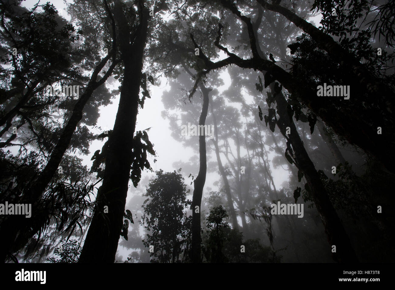 Cloud forest, Chirripo National Park, Costa Rica Stock Photo - Alamy