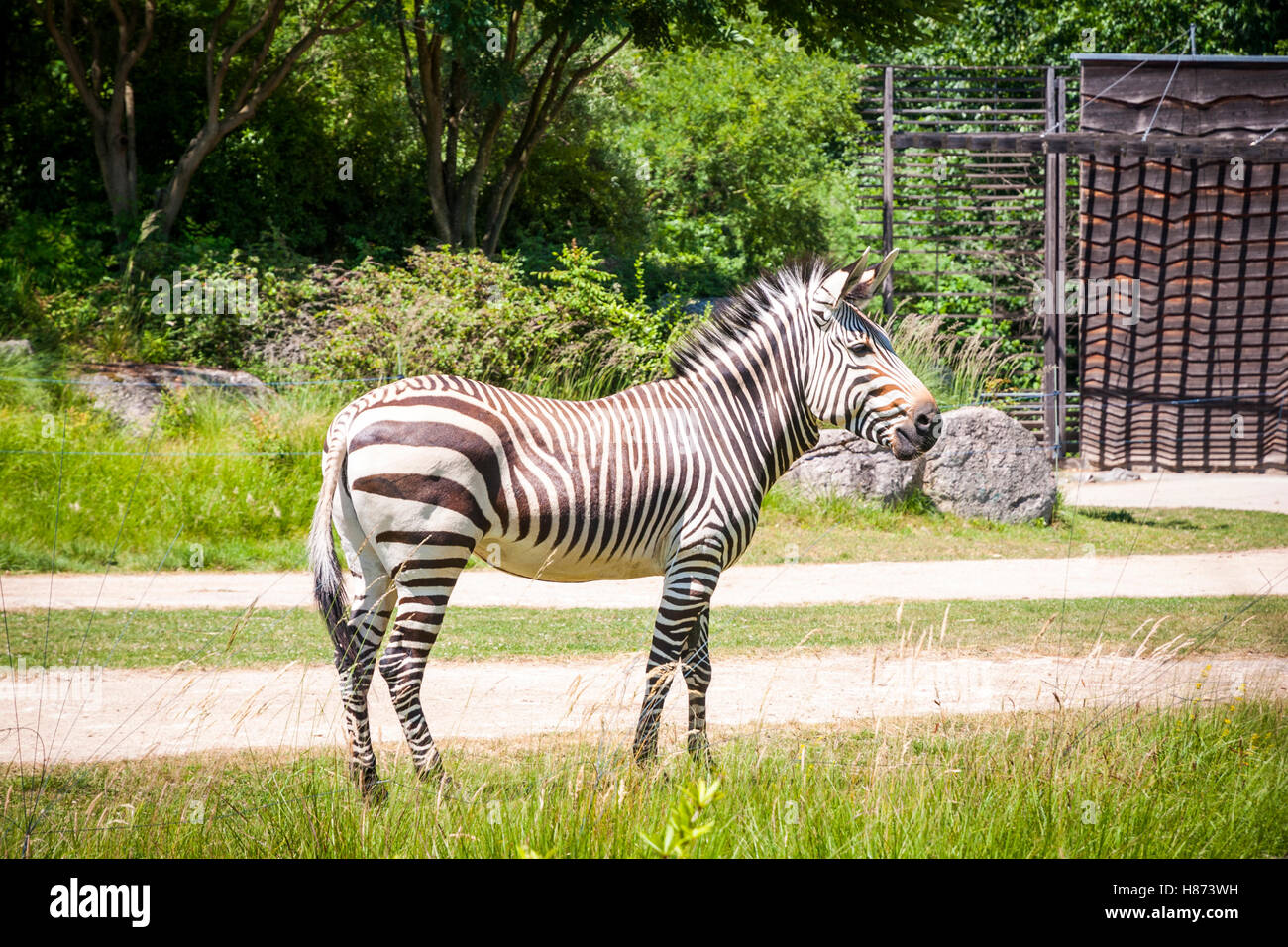 Lyon zoo animal hi-res stock photography and images - Alamy