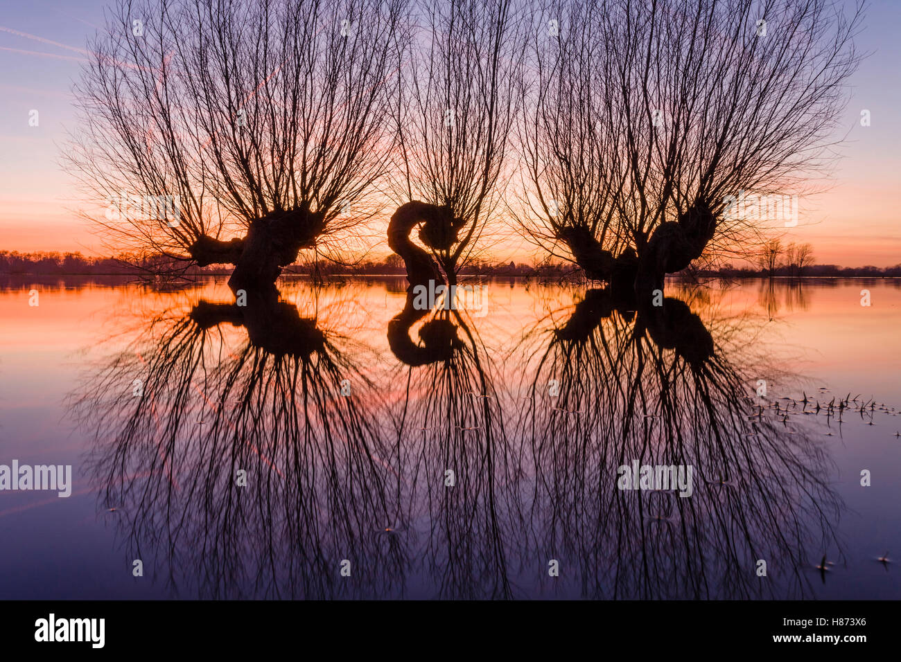 Willow (Salix sp) trees reflecing in river Ijssel, Overijssel ...