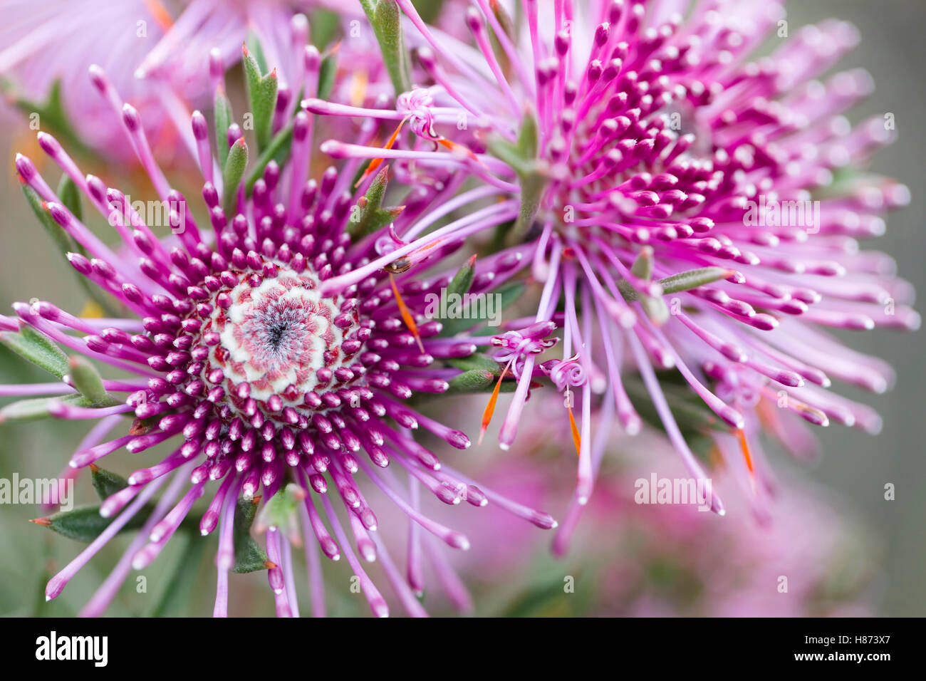 Coneflower (Isopogon crithmifolius) flowers, Western Australia ...