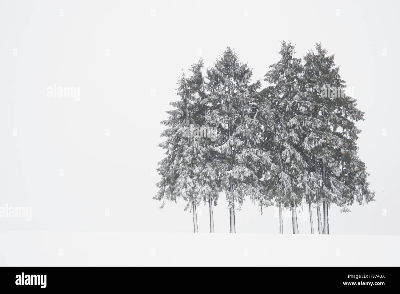 Spruce (Picea sp) trees in winter, Belgium Stock Photo - Alamy