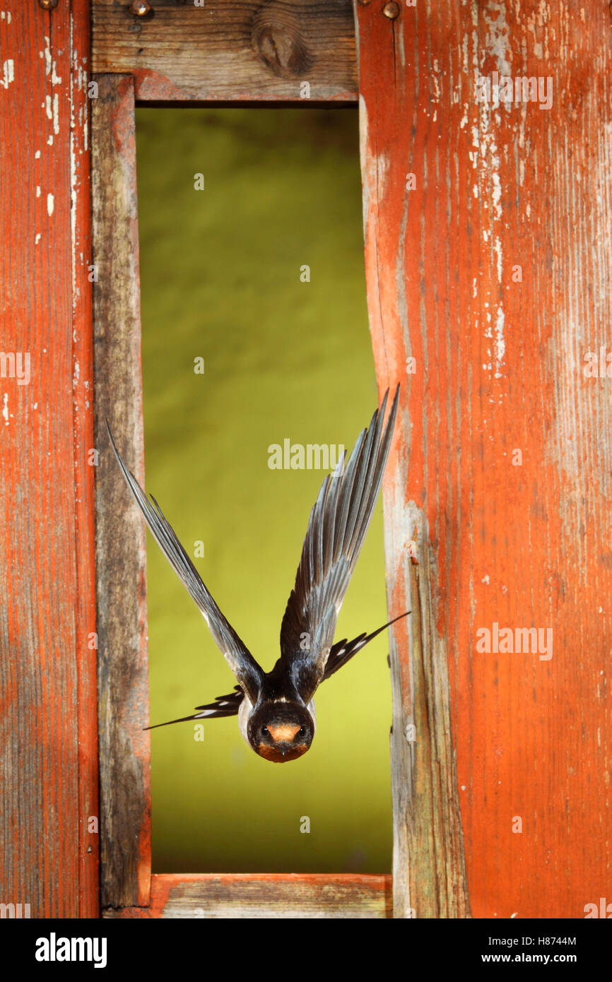 Barn Swallow (Hirundo rustica) flying through barn window, Seville ...