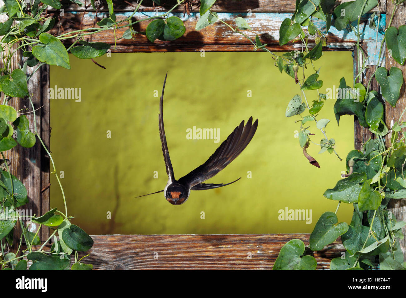 Barn Swallow (Hirundo rustica) flying through barn window, Seville ...