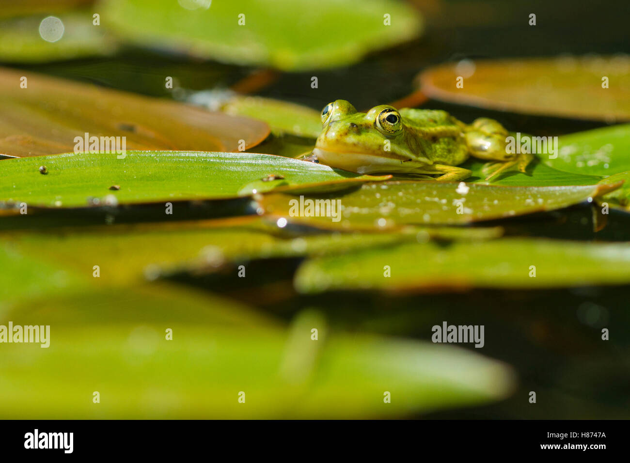 True Frog (Pelophylax sp) on lily pad, North Rhine-Westphalia, Germany ...