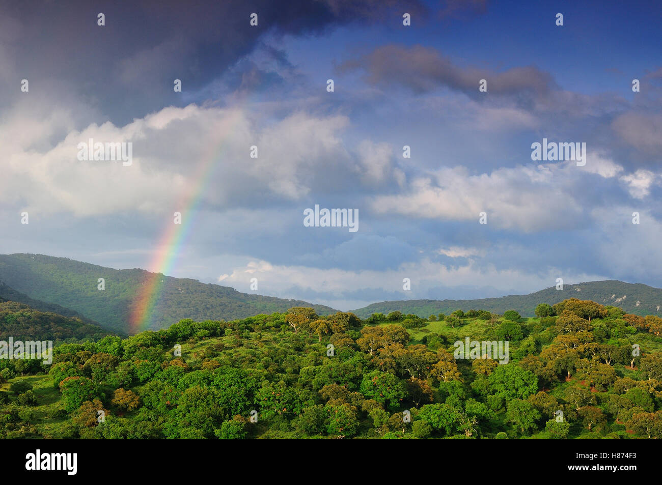 Rainbow over forest, Los Alcornocales National Park, Cadiz, Spain Stock ...