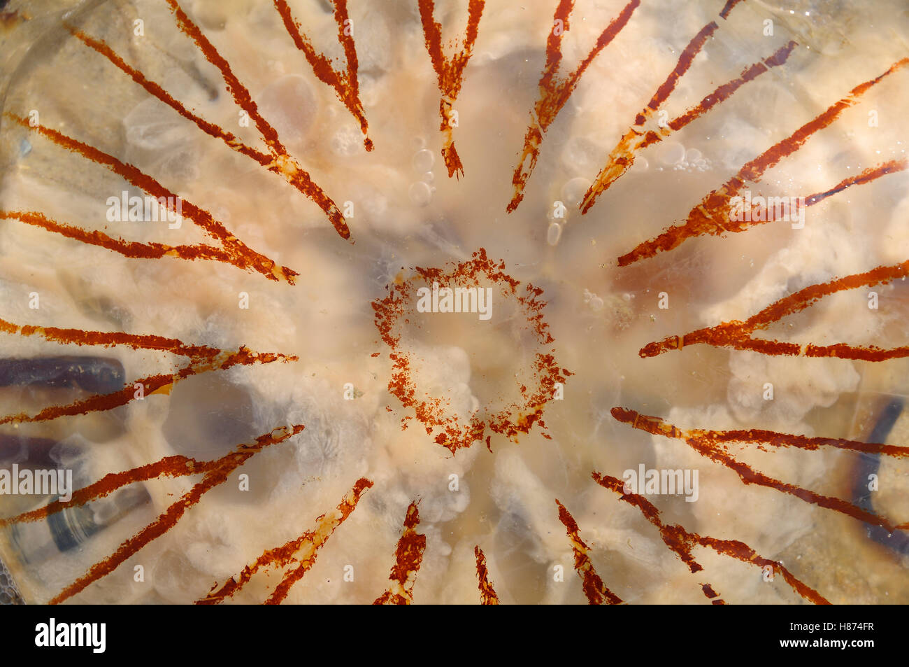 Compass Jellyfish (Chrysaora hysoscella) washed up on beach, Noord ...