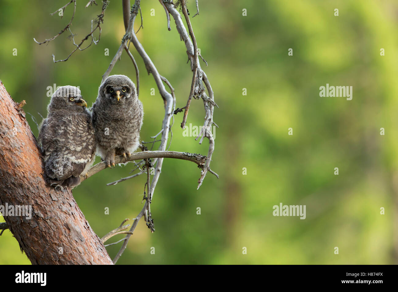 Great Gray Owl (Strix nebulosa) chicks, Oslo, Norway Stock Photo - Alamy