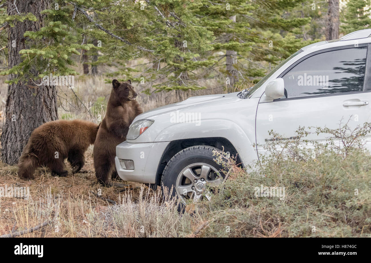 Black Bear (Ursus americanus) juveniles checking out parked car, Lake ...