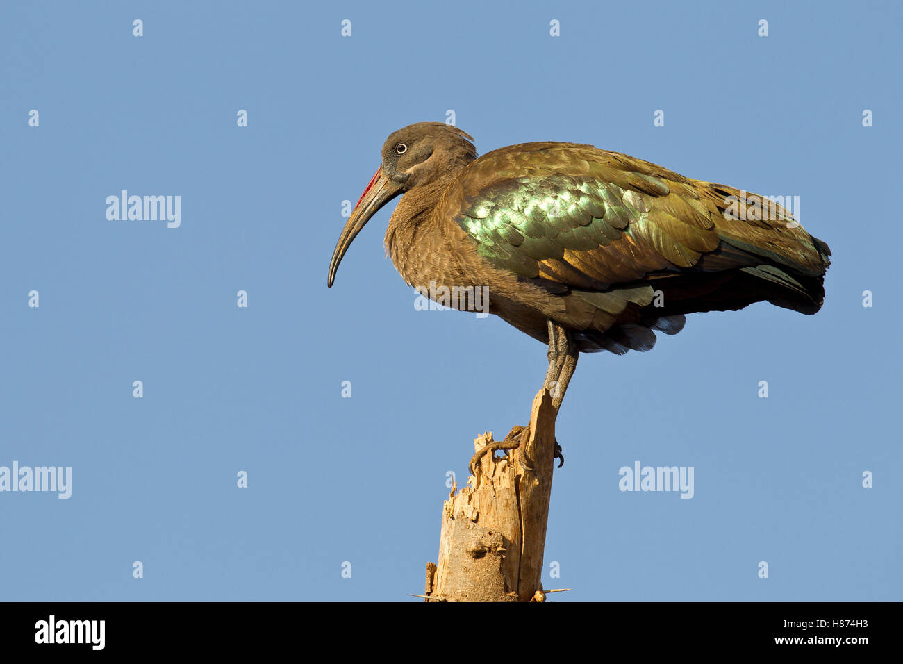 Hadada Ibis (Bostrychia hagedash), Masai Mara, Kenya Stock Photo - Alamy
