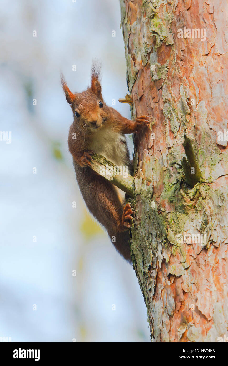 Eurasian Red Squirrel (Sciurus vulgaris) female, Gelderland ...
