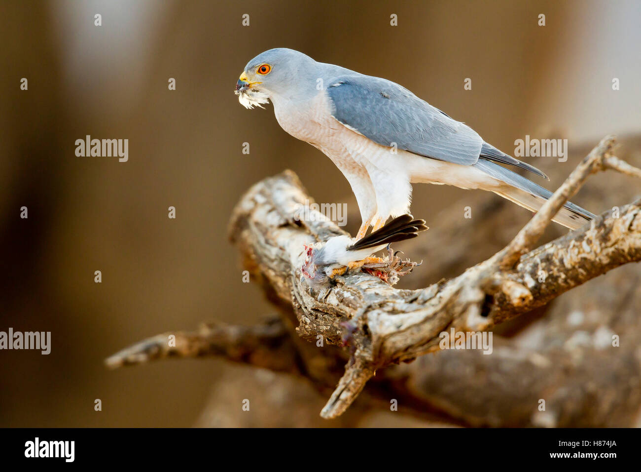 Shikra (Accipiter badius) feeding on bird prey, Samburu National Park ...